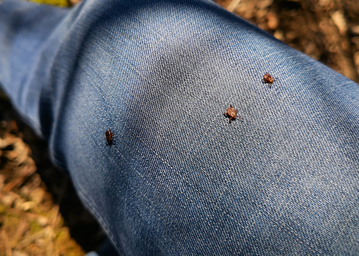 Understanding the Lyme Disease Surge in WV and Limiting Tick Exposure ...