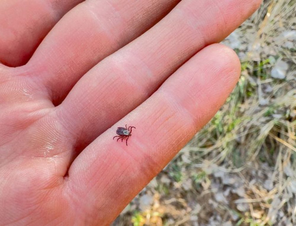Understanding the Lyme Disease Surge in WV and Limiting Tick Exposure ...